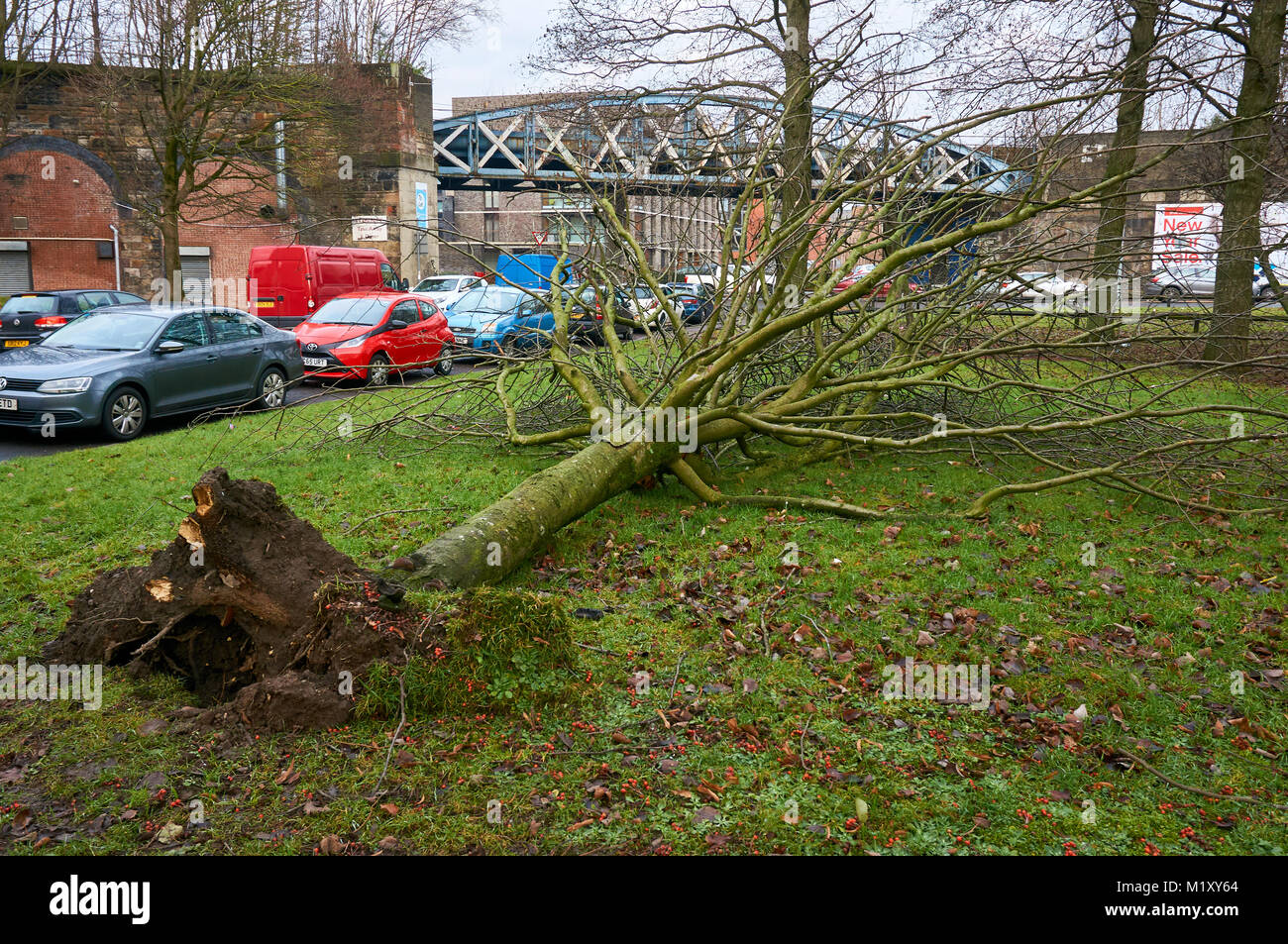 Tree fallen by the wind in the southside of Glasgow, Uk Stock Photo - Alamy