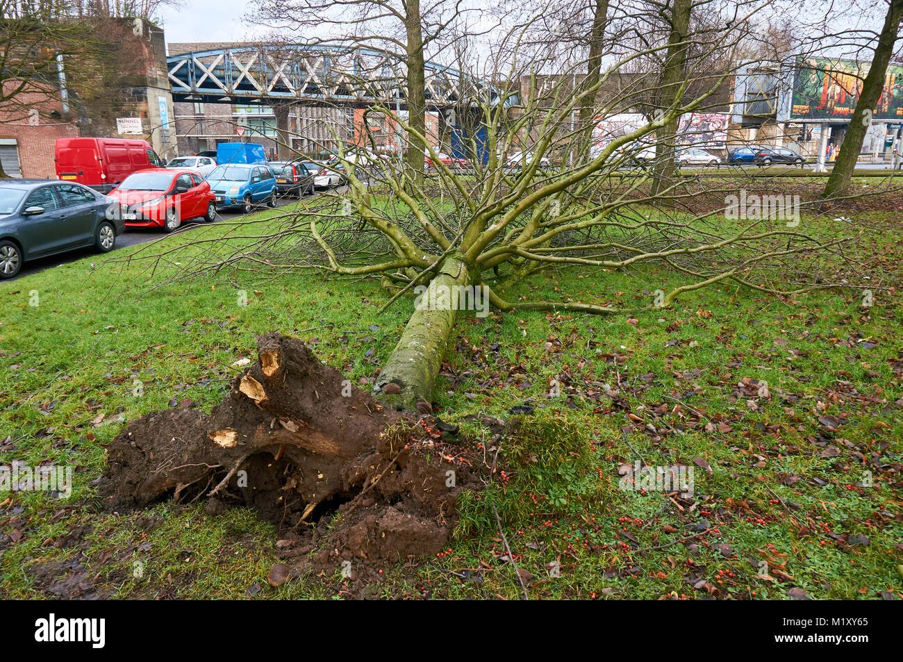 Tree fallen by the wind in the southside of Glasgow, Uk Stock Photo - Alamy