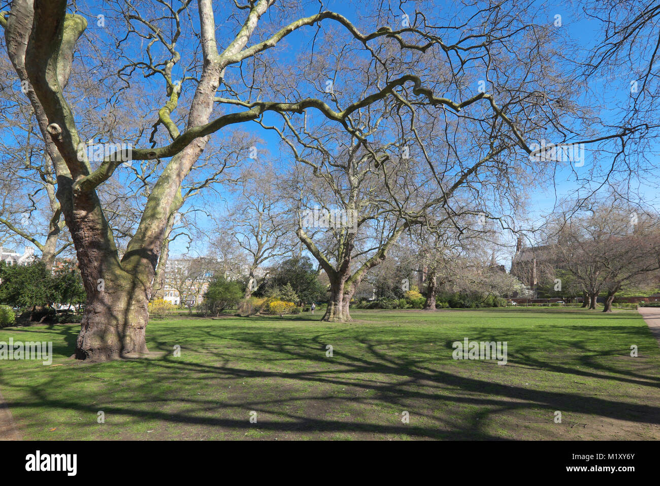 bare trees in winter in Lincolns inn field london england Stock Photo ...