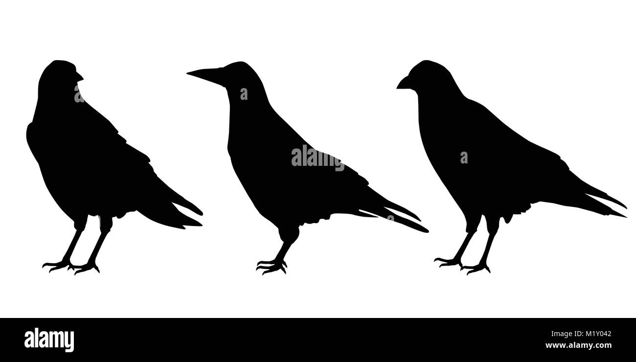 Set of three realistic silhouettes sitting ravens, isolated vector on a ...