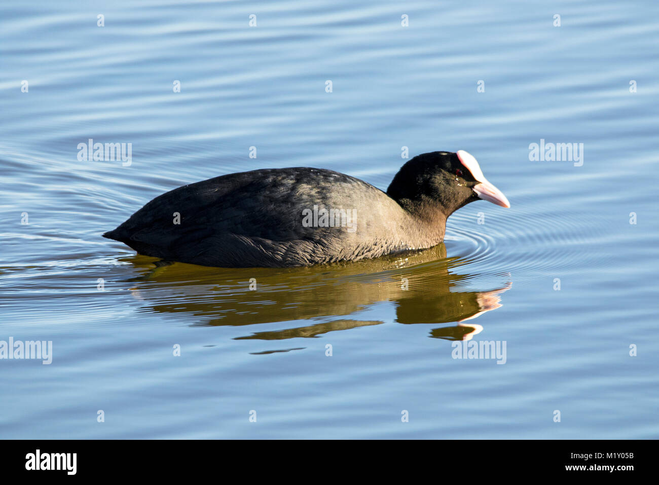 A coot swimming on the wetlands of the Marshside RSPB nature reserve in ...