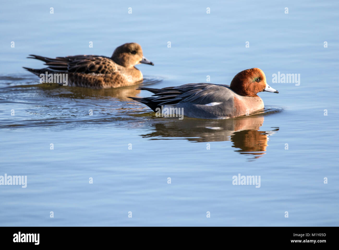 A banded Wigeon swimming on the wetlands nature reserve at Marshside ...