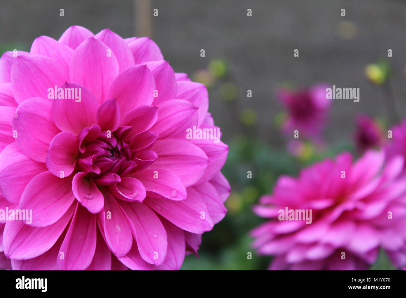 pink dahlia flower vicus beda in flower Stock Photo - Alamy