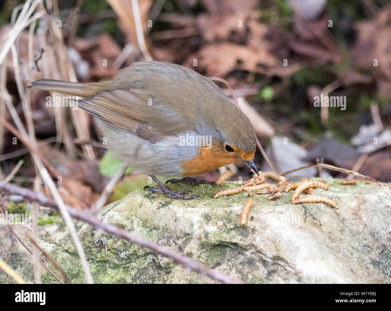 European Robin eating meal worms Stock Photo - Alamy