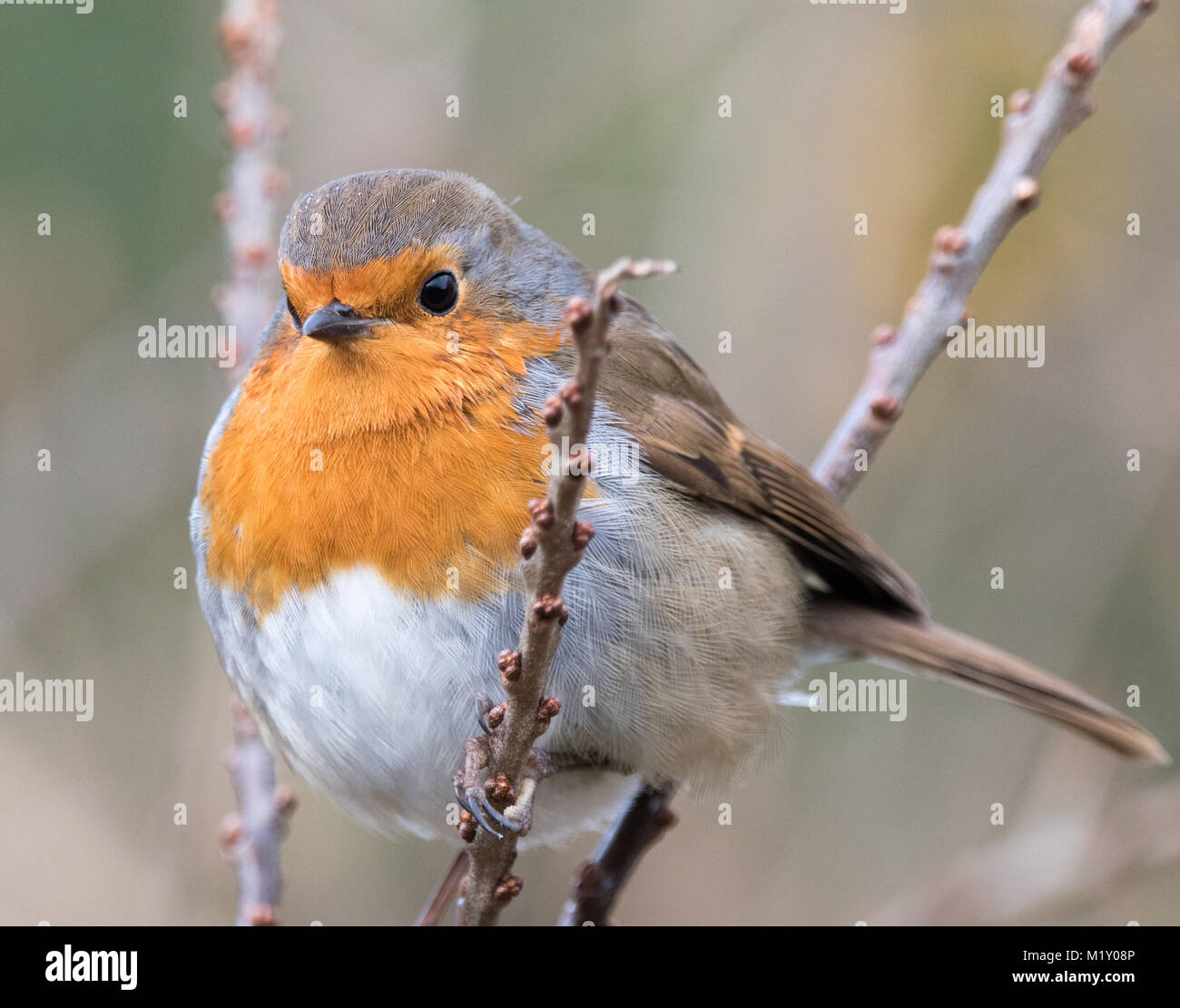 Symbol of the rspb hi-res stock photography and images - Alamy