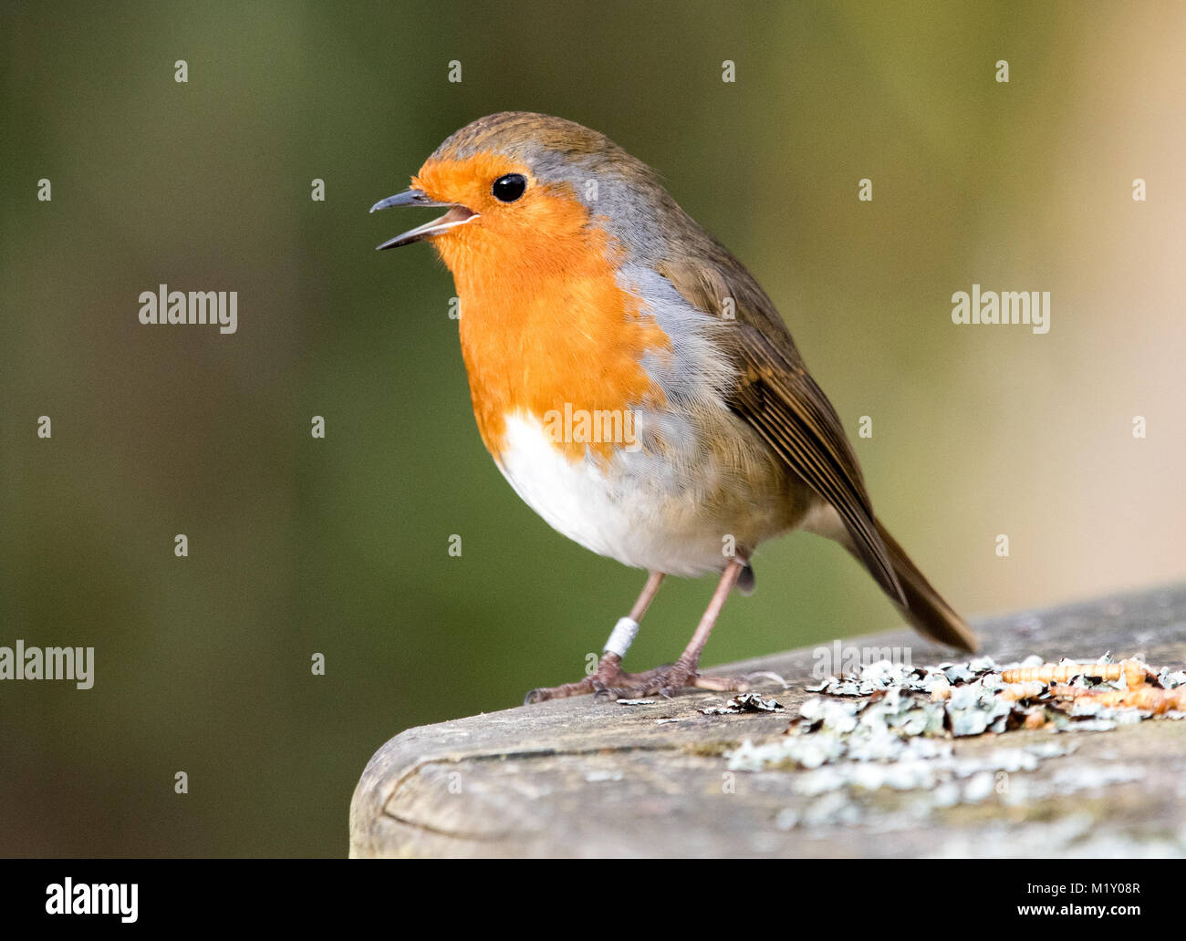 A singing European Robin Stock Photo - Alamy