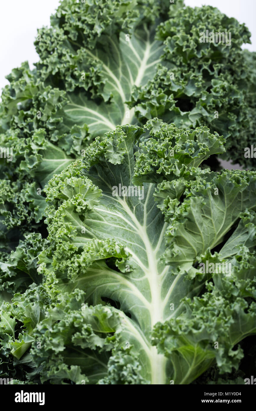 A healthy fresh curly kale Stock Photo - Alamy