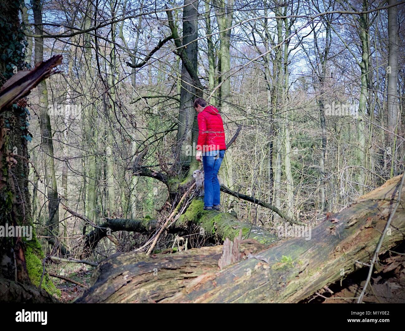 woman with red jacket and a pudge on a tree trunk at woodland Stock ...