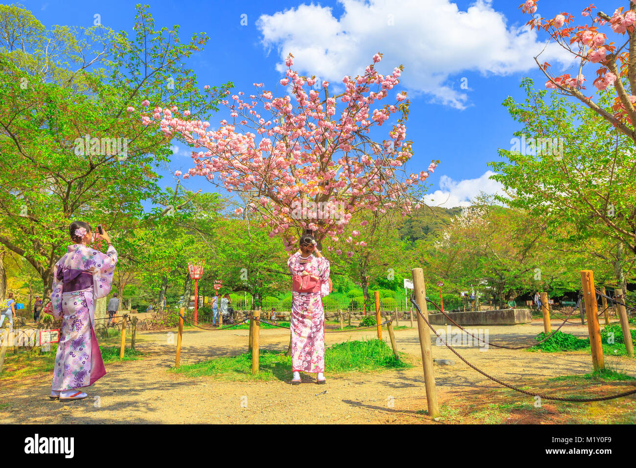 Maruyama Park cherry blossom Stock Photo - Alamy