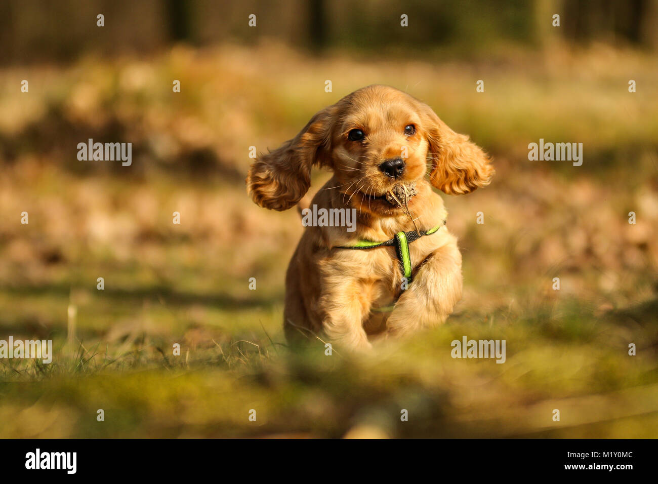 A cute puppy of golden cocker spaniel is walking and playing in the ...
