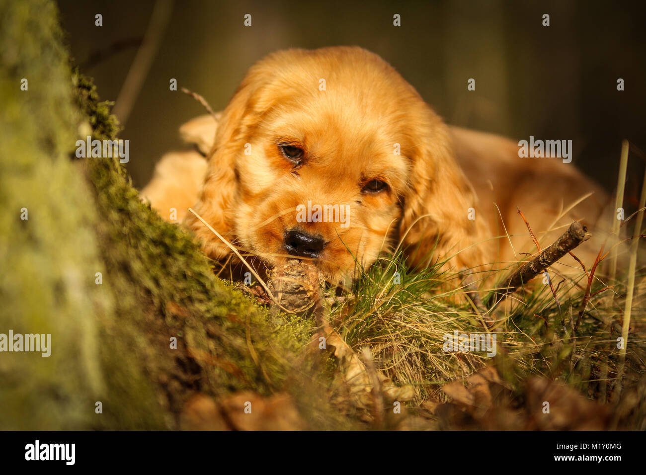 Cocker Spaniel Puppies Golden Cute