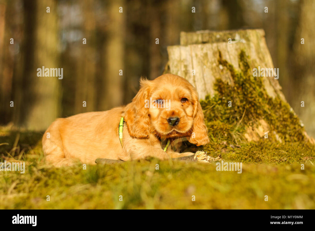 Golden spaniel hi-res stock photography and images - Alamy