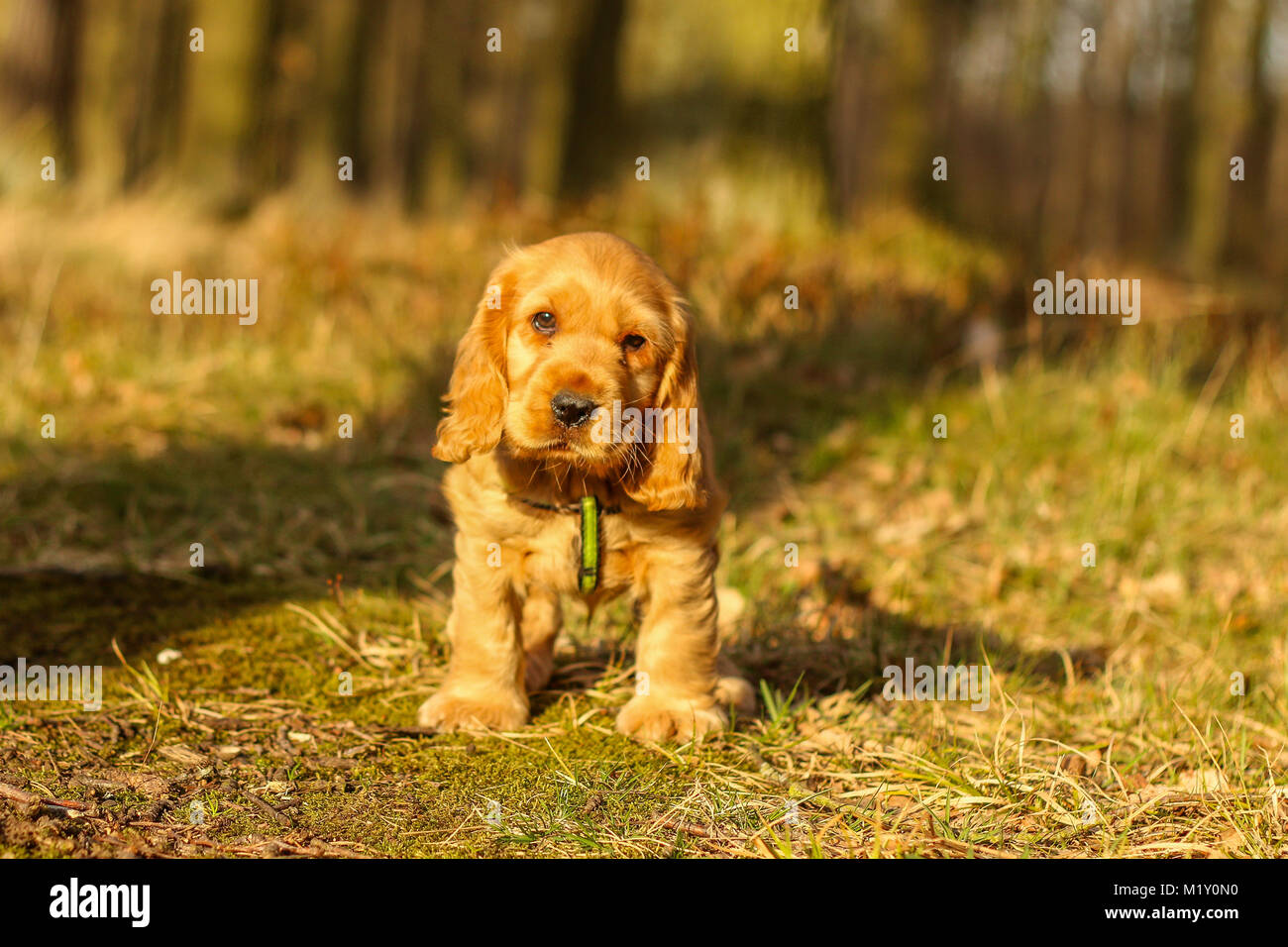 Golden spaniel hi-res stock photography and images - Alamy