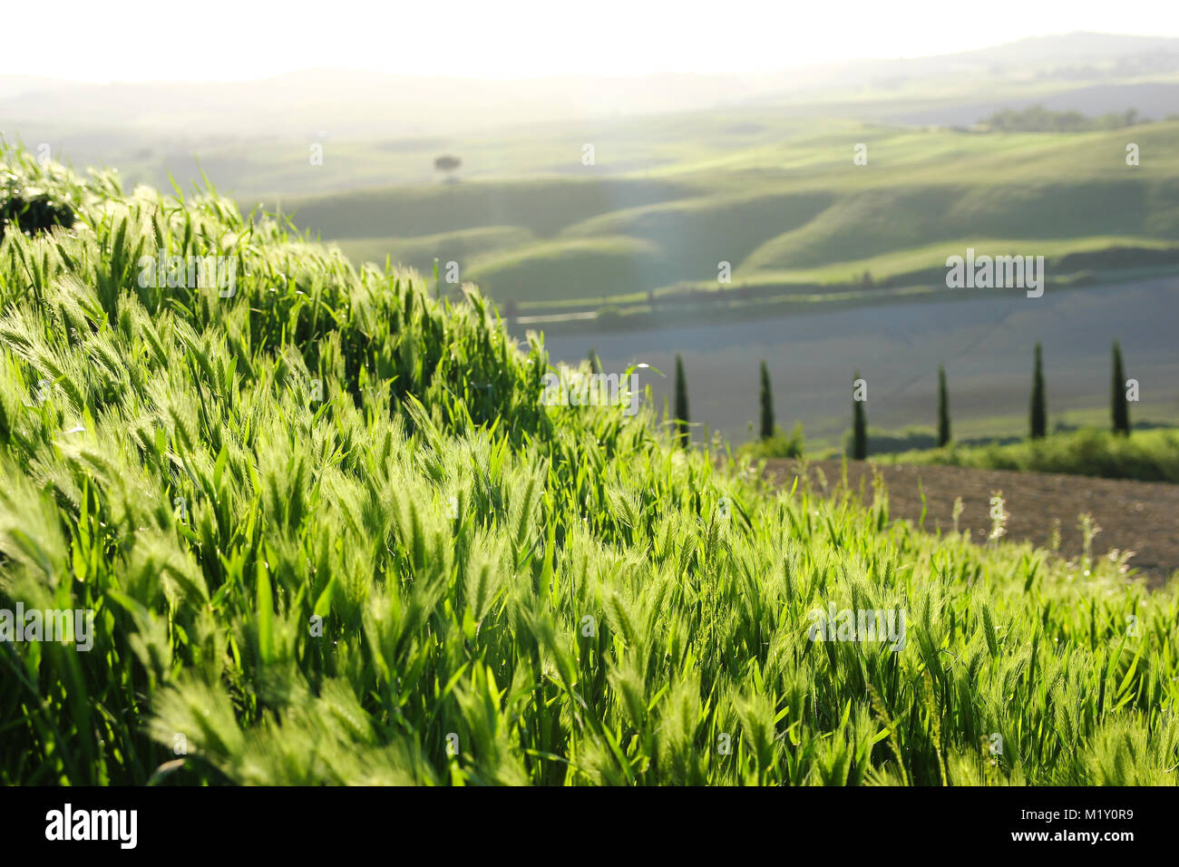 Italian countryside scenery view hi-res stock photography and images ...