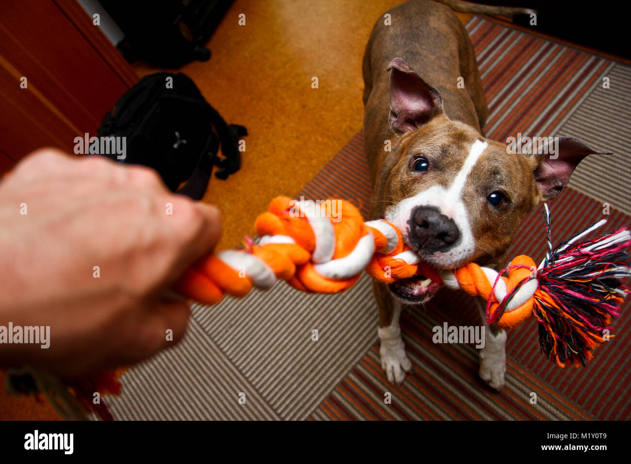 Staffordshire terrier teeth hi-res stock photography and images - Alamy