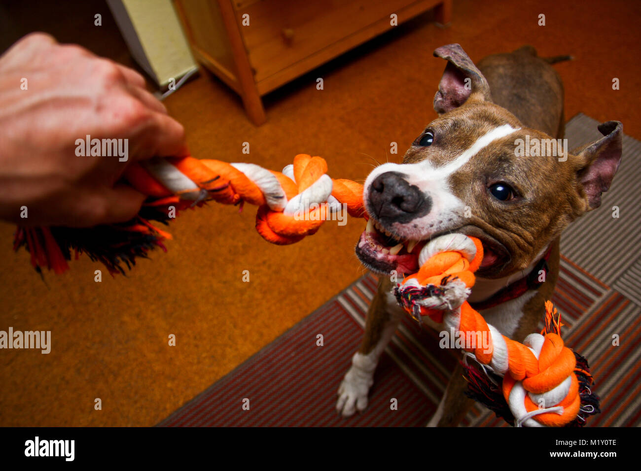 Staffordshire Terrier Angry High Resolution Stock Photography and ...