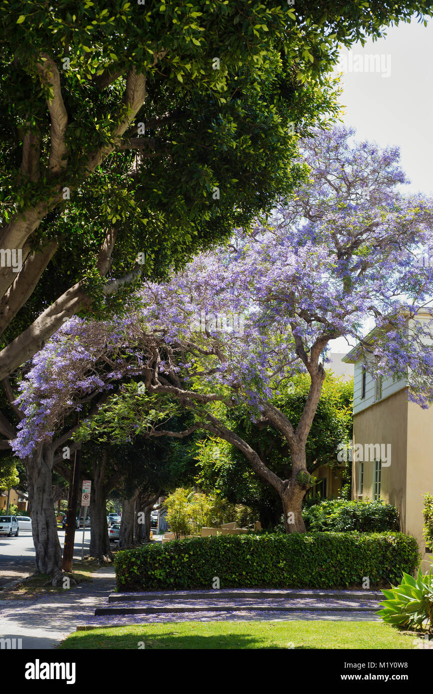 A jacaranda tree in Los Angeles Stock Photo - Alamy