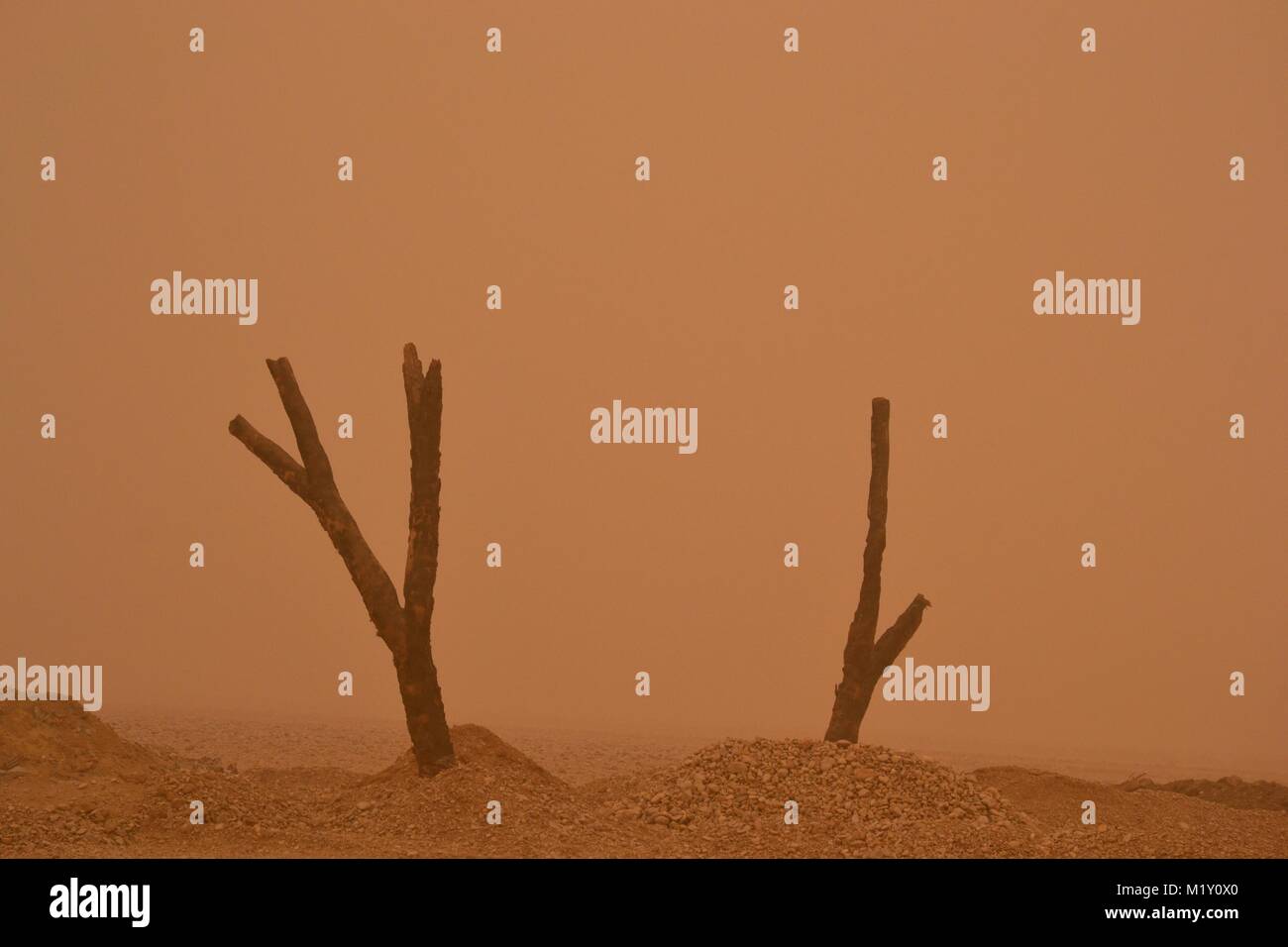 Dead Tress as a road mark, Egyptian Desert Stock Photo - Alamy