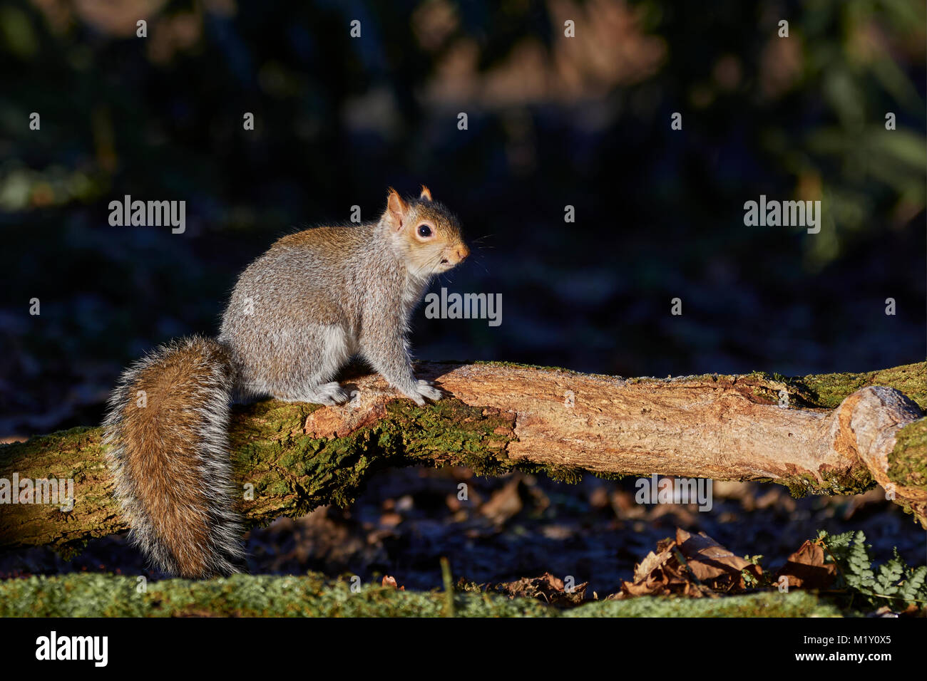 Eastern Grey Squirrel, Sciurus carolinensis, in woodland winter ...