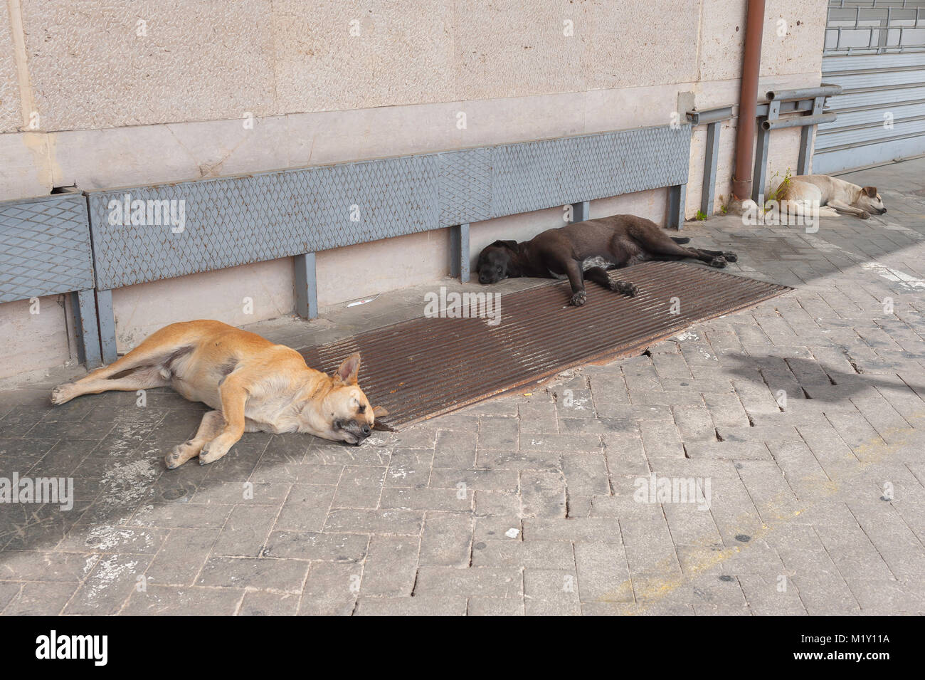 Three dogs summer hi-res stock photography and images - Alamy