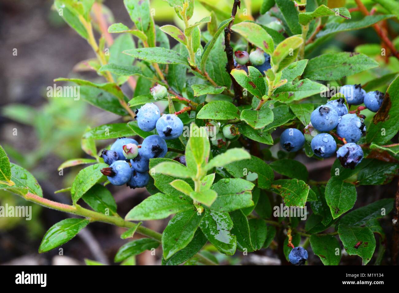 Blueberry-bush in Canada Stock Photo - Alamy