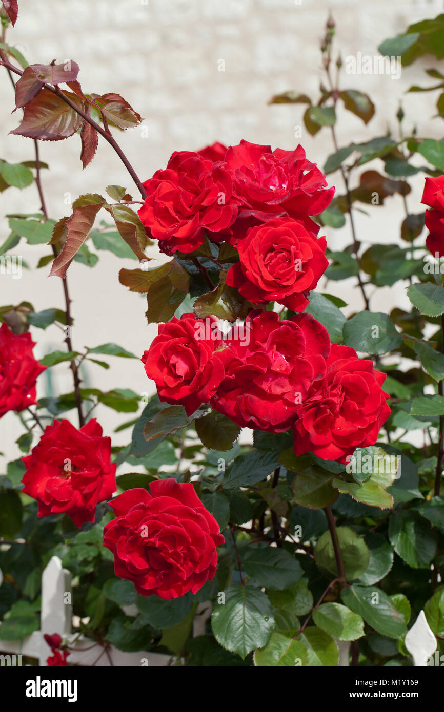 Red Rose on the Branch in the Garden Stock Photo - Alamy