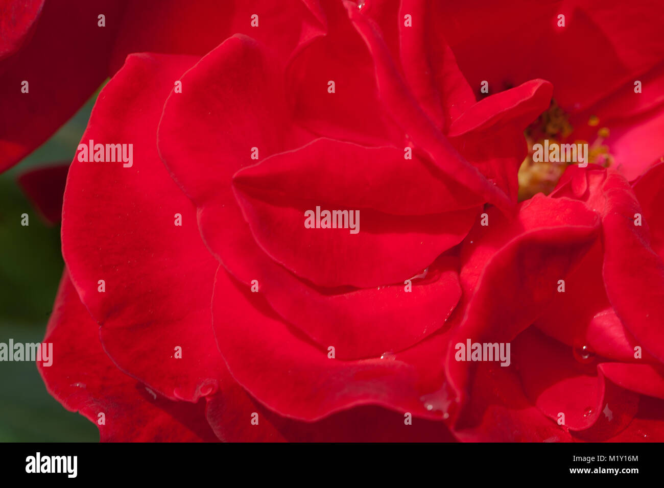 the red rose with petals arranged in the form of lips Stock Photo - Alamy