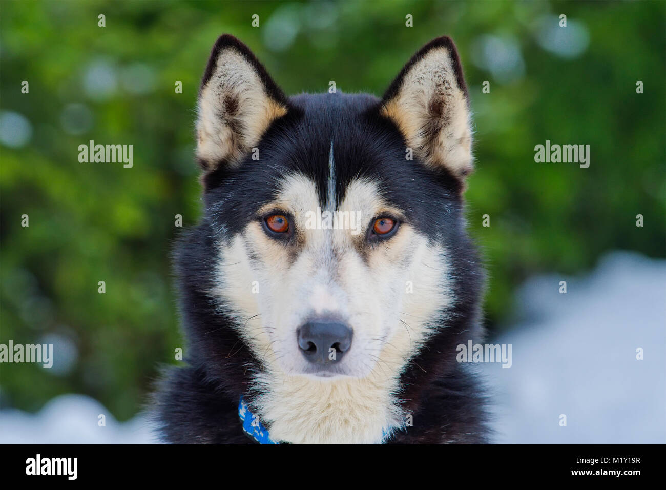 Siberian Husky dog up close portrait Stock Photo - Alamy