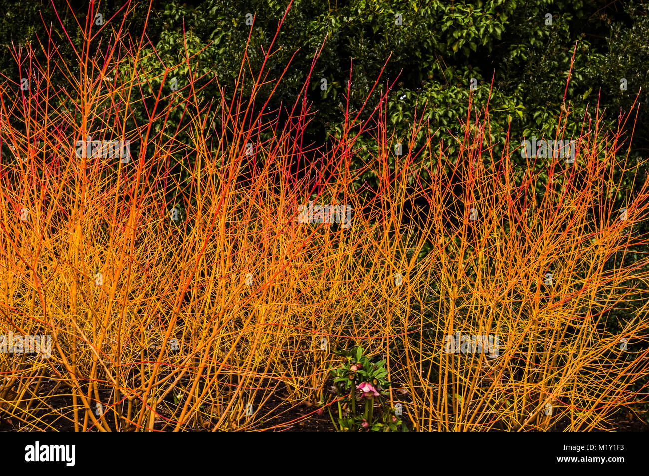 Flame red stems of Cornus at Polesden Lacey, Surrey, UK Stock Photo - Alamy
