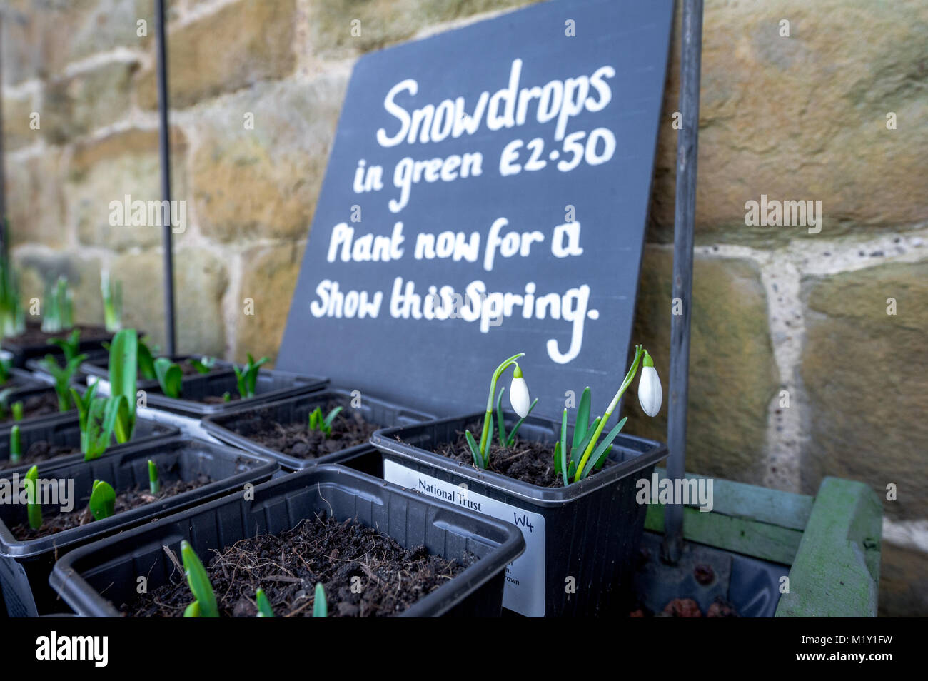 Snowdrop shoots hi-res stock photography and images - Alamy