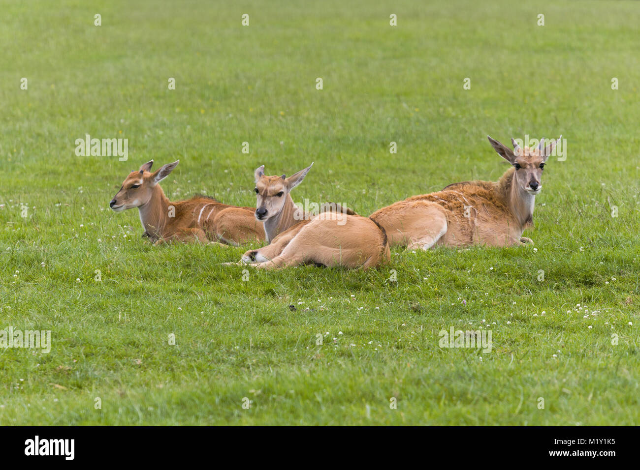 Female species of Common Eland Antelope lying in grasslands Stock Photo ...