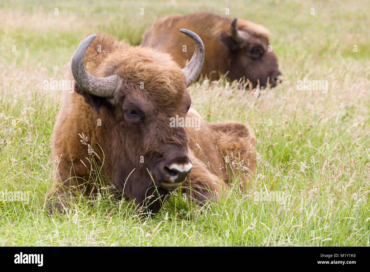 Male species of the European Bison in grasslands Stock Photo - Alamy
