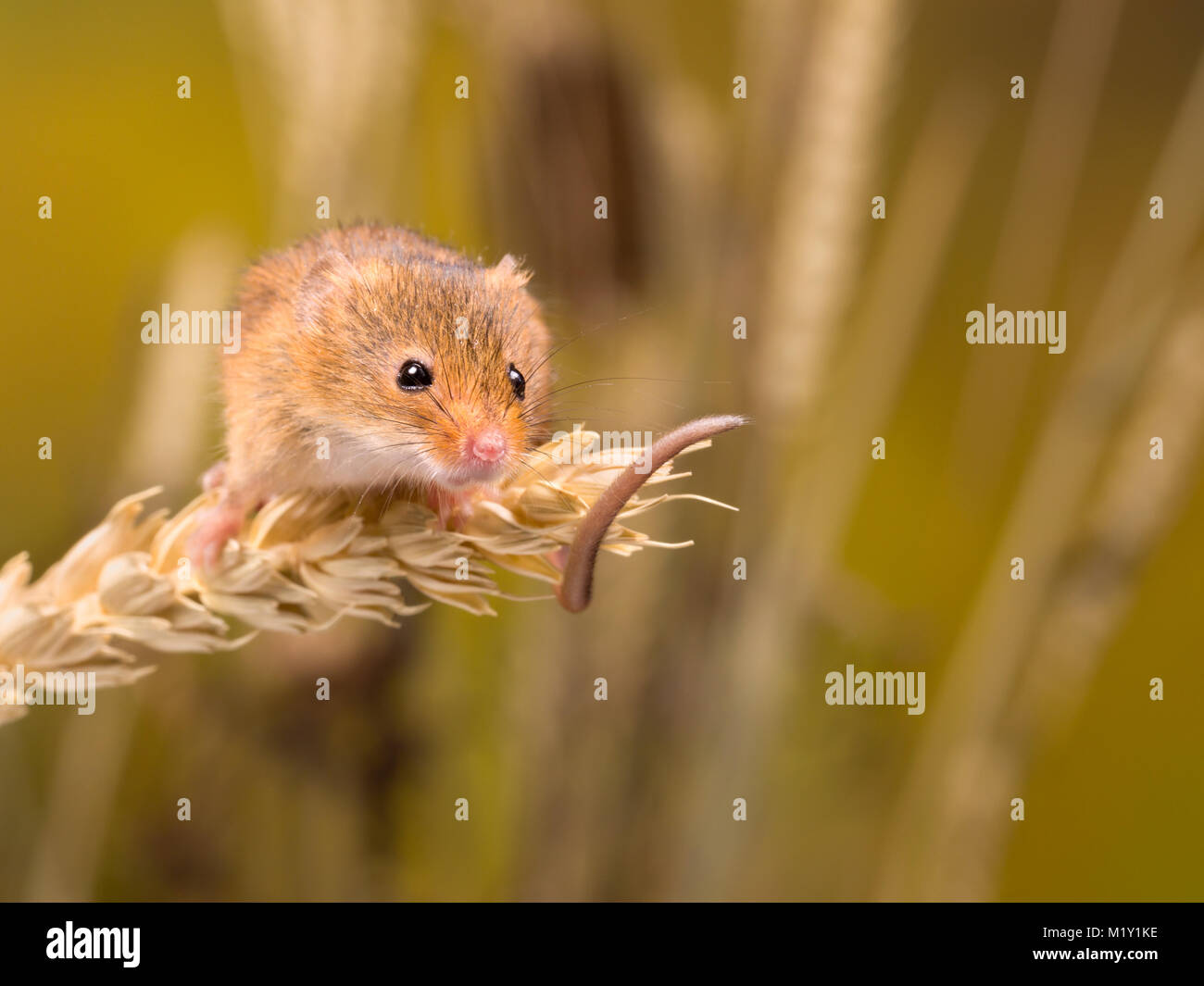 Micromys minutus or Harvest Mouse in wheat field Stock Photo - Alamy