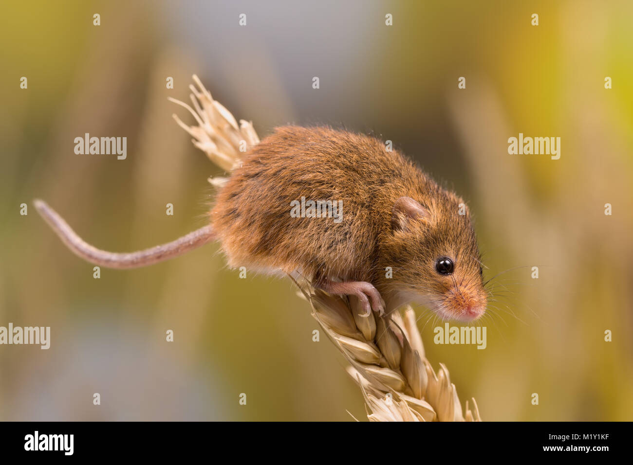 Micromys minutus or Harvest Mouse in wheat field Stock Photo - Alamy