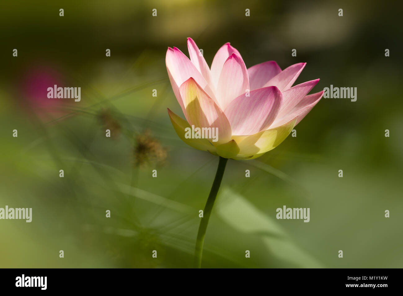 Single holy lotus flower blooming in tropical climate Stock Photo - Alamy