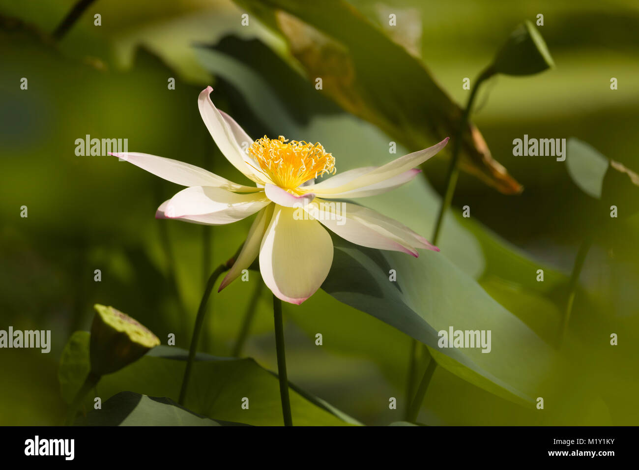 Single holy lotus flower blooming in tropical climate Stock Photo - Alamy