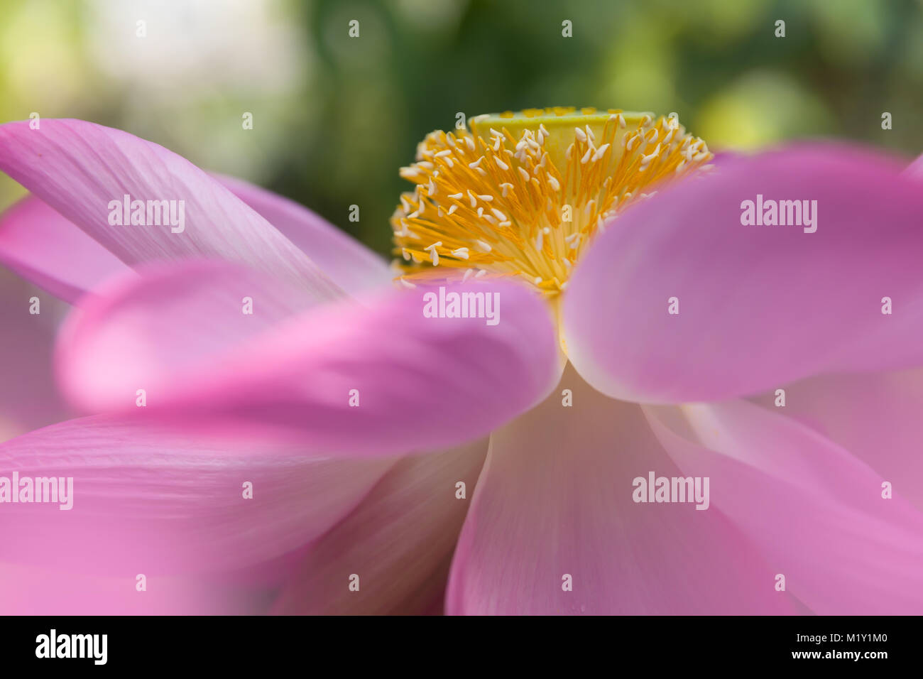 Single holy lotus flower blooming in tropical climate Stock Photo - Alamy