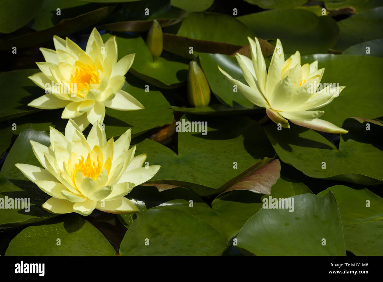 Yellow water lilies hi-res stock photography and images - Alamy