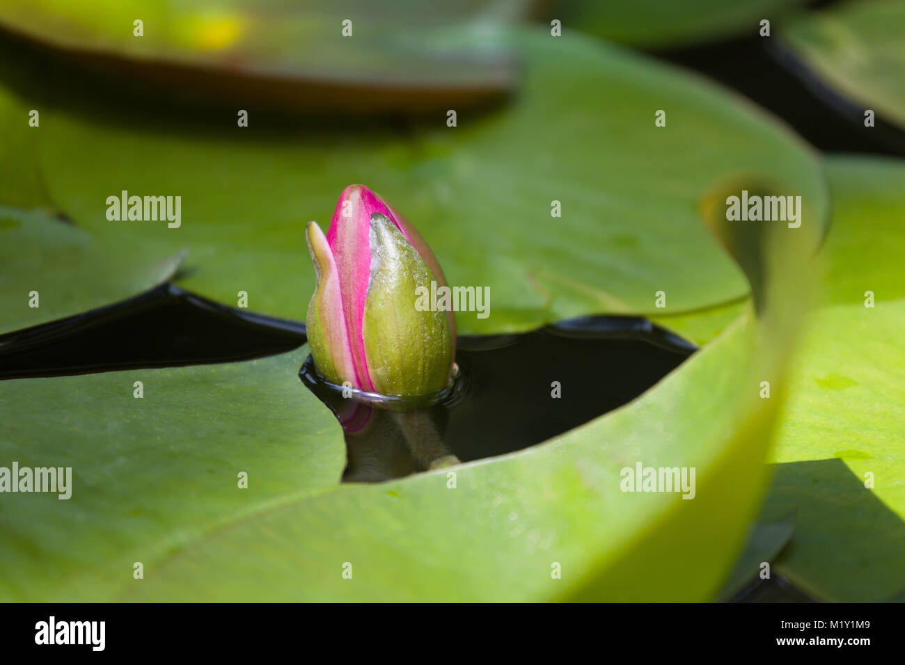 Pink bud of a holy lotus flower in an exotic garden Stock Photo - Alamy
