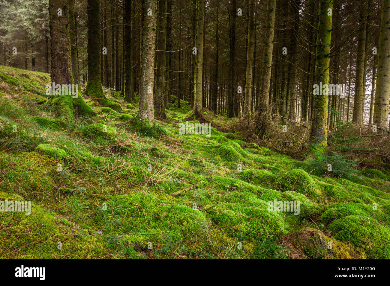 Mossy forest floor in a timber plantation, Wales UK Stock Photo - Alamy