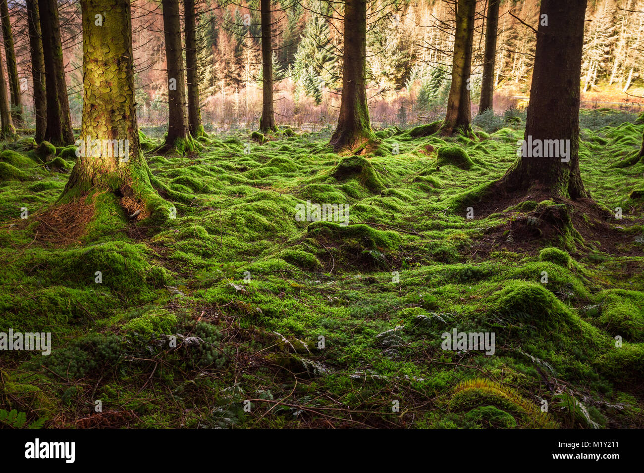 Mossy forest floor in a timber plantation, Wales UK Stock Photo - Alamy