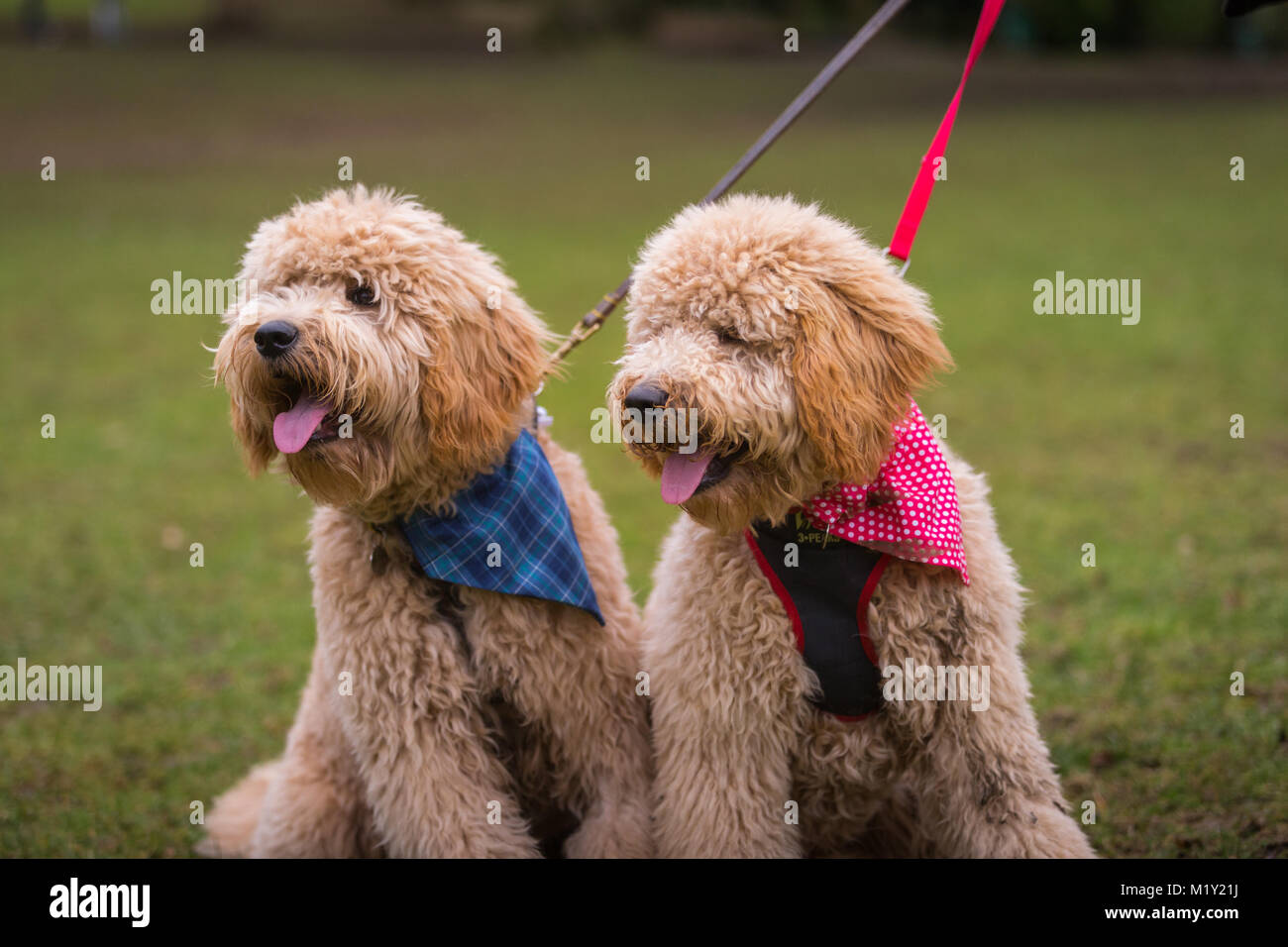 Blue Goldendoodle