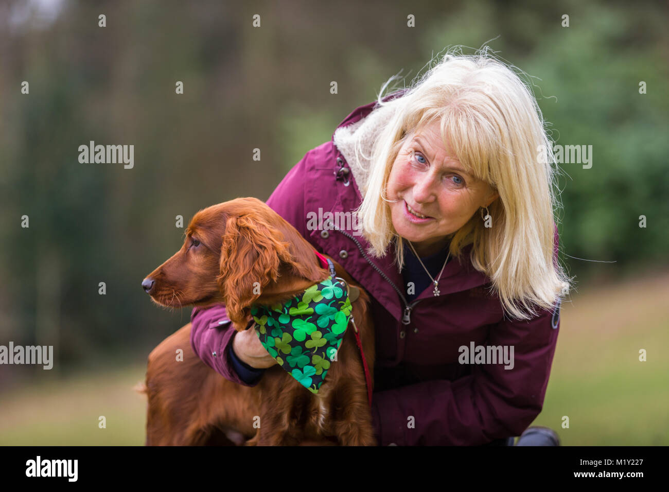 Irish setter puppy, 18 weeks old, in a park, being held by woman owner ...