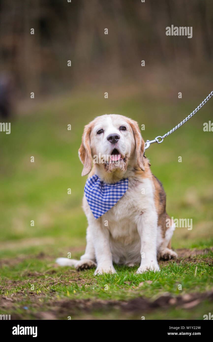 Sitting beagle hi-res stock photography and images - Alamy