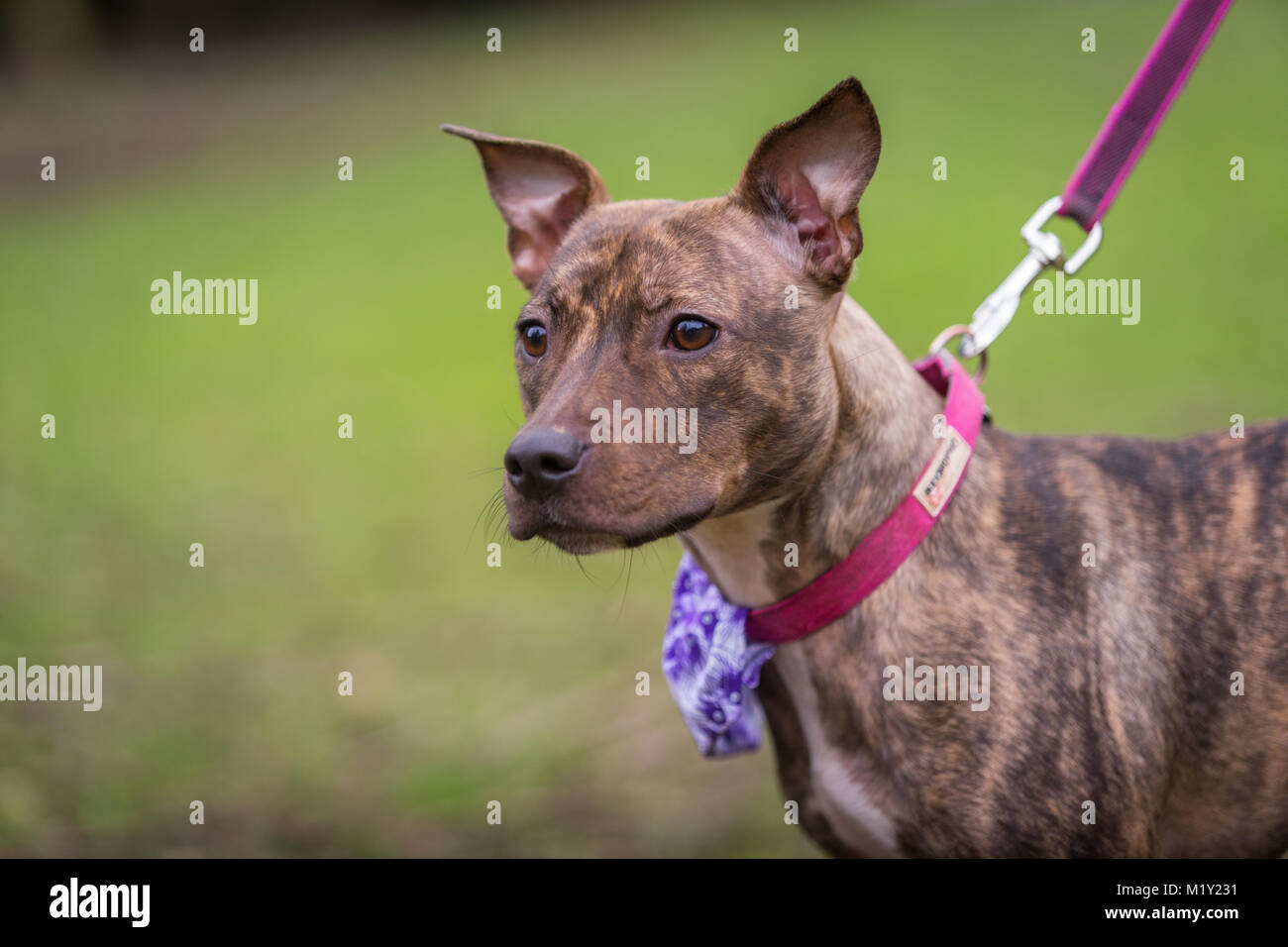 Young staffordshire bull terrier hi-res stock photography and images ...