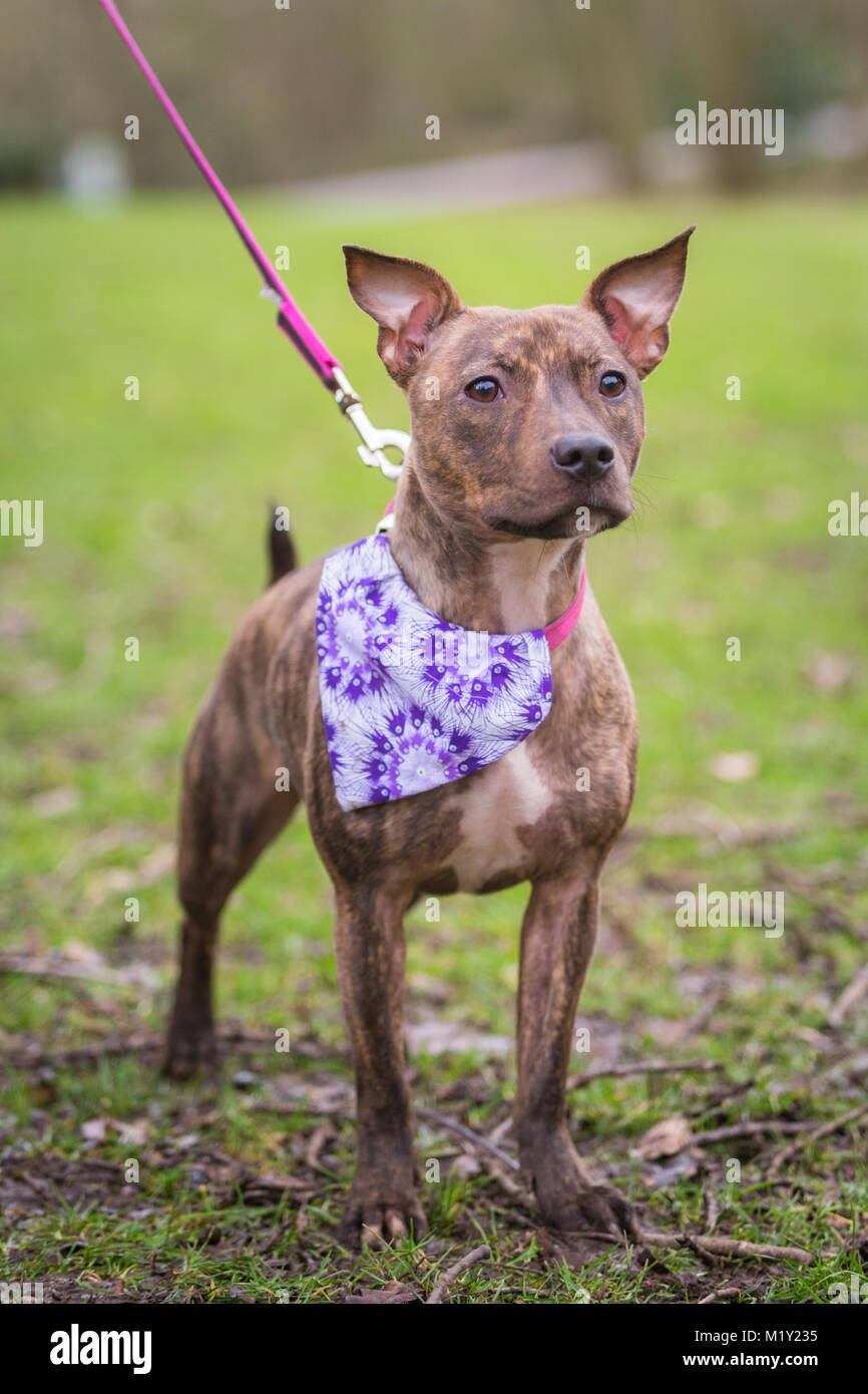 Old staffordshire bull terrier hi-res stock photography and images - Alamy