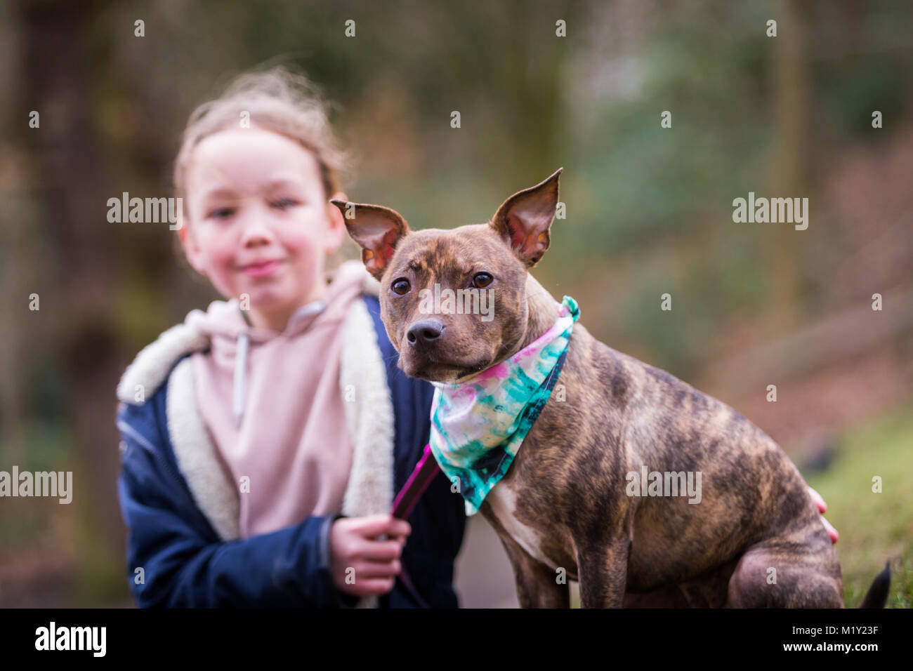 Old staffordshire bull terrier hi-res stock photography and images - Alamy