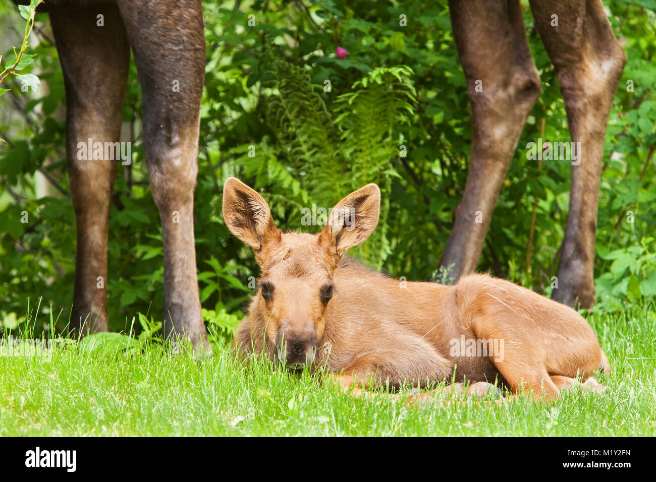 A newborn moose calf sleeps below the long legs of her mother in the ...