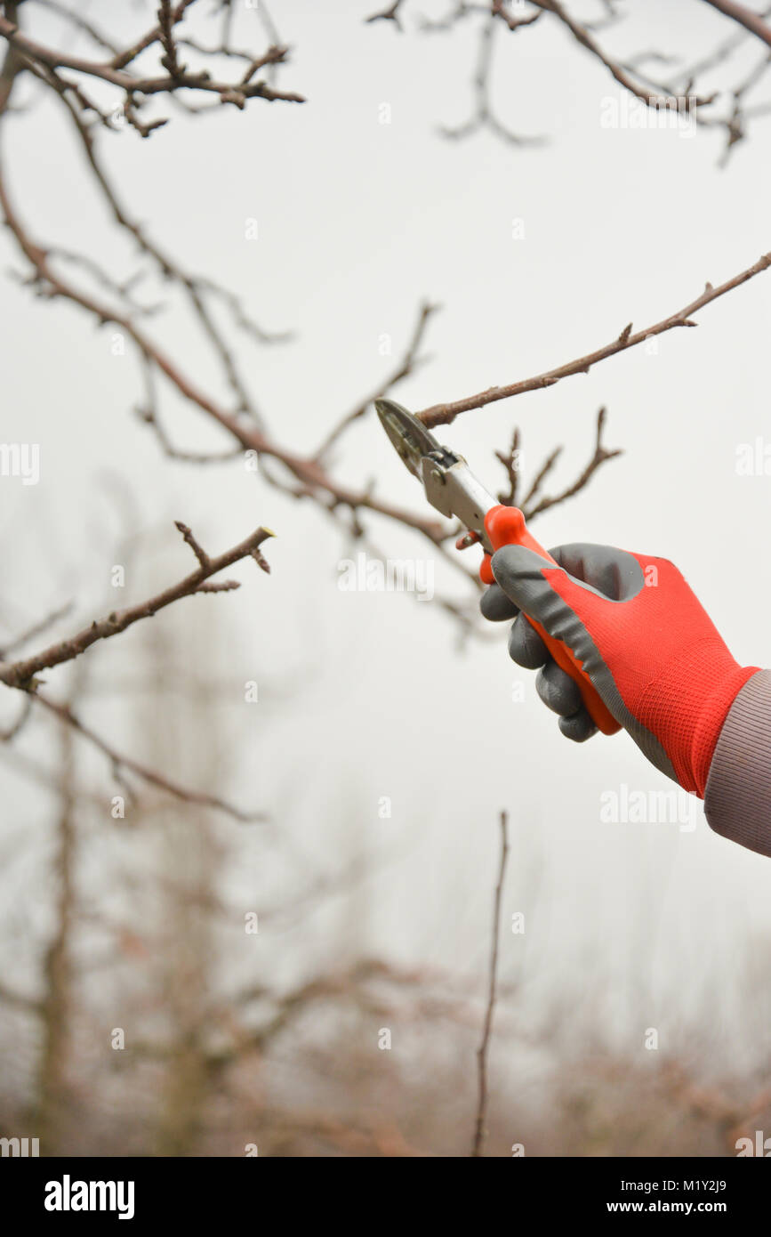 Apple pruning hi-res stock photography and images - Alamy