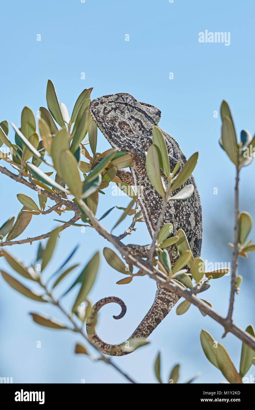 European Chamaleon (Chamaeleo chamaeleon) on a tree branch. Benalmadena ...